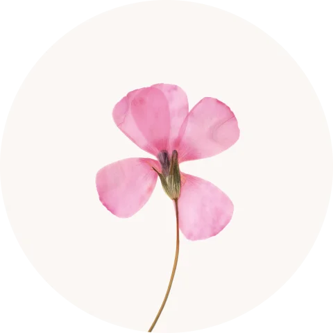 Sluitsticker met geperst bloemetje | 25 stuks